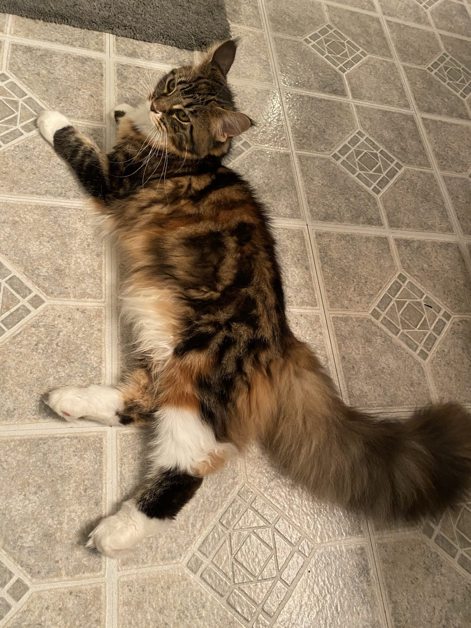 Our Maine Coon Queens