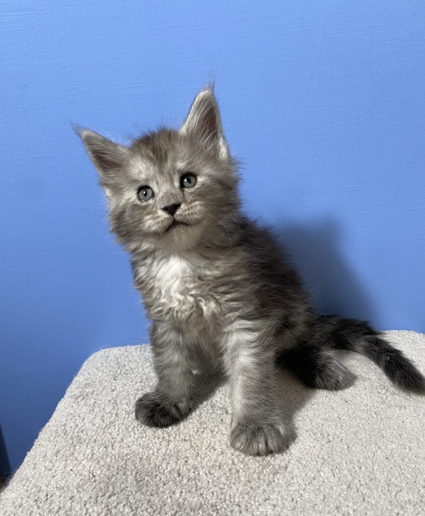 Kittens